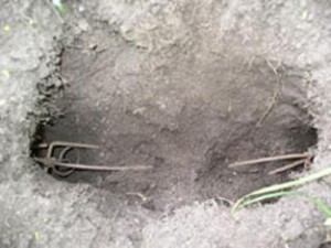 Кротоловка. Как определить ходы и установить кротоловки